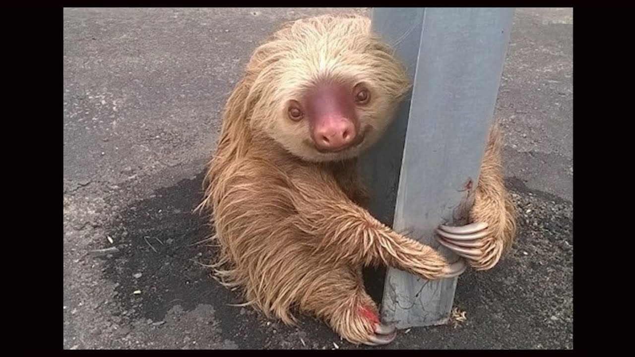 A Sloth Tries To Cross A Road In Ecuador - Becomes World Famous - YouTube