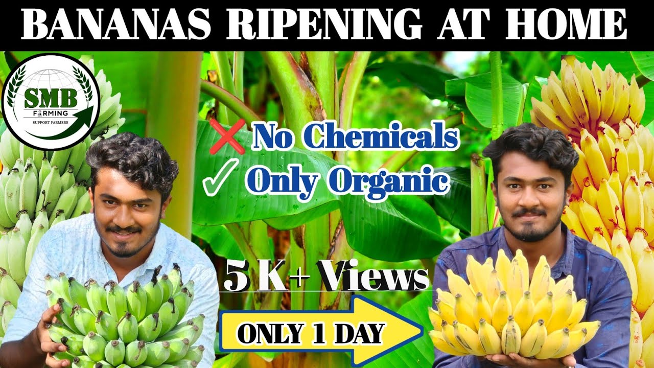 |Banana ripening|How to ripen banana at home|Benifits of Banana| Easy ...
