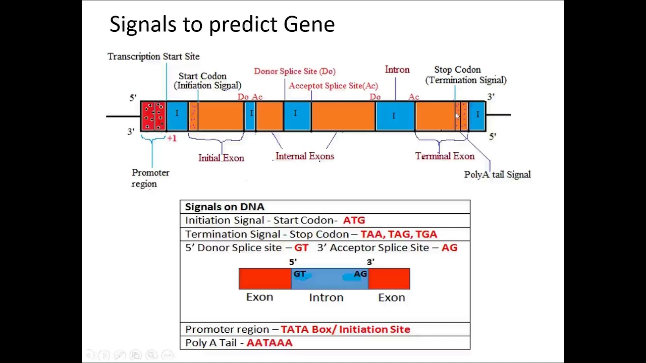 STRUCTURE OF EUKARYOTIC GENE & GENSCAN TOOL - YouTube