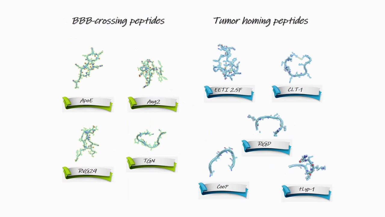 Characterization Of BBB Crossing And TH Peptides By MD Simulations ...