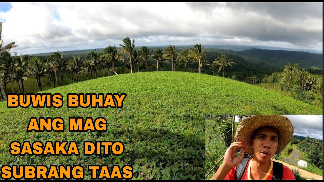 KAMOTE FARM ANG GANDA NG LUGAR - YouTube