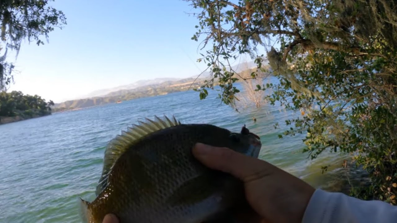 Cachuma Lake Shore Fishing for Bluegills - YouTube