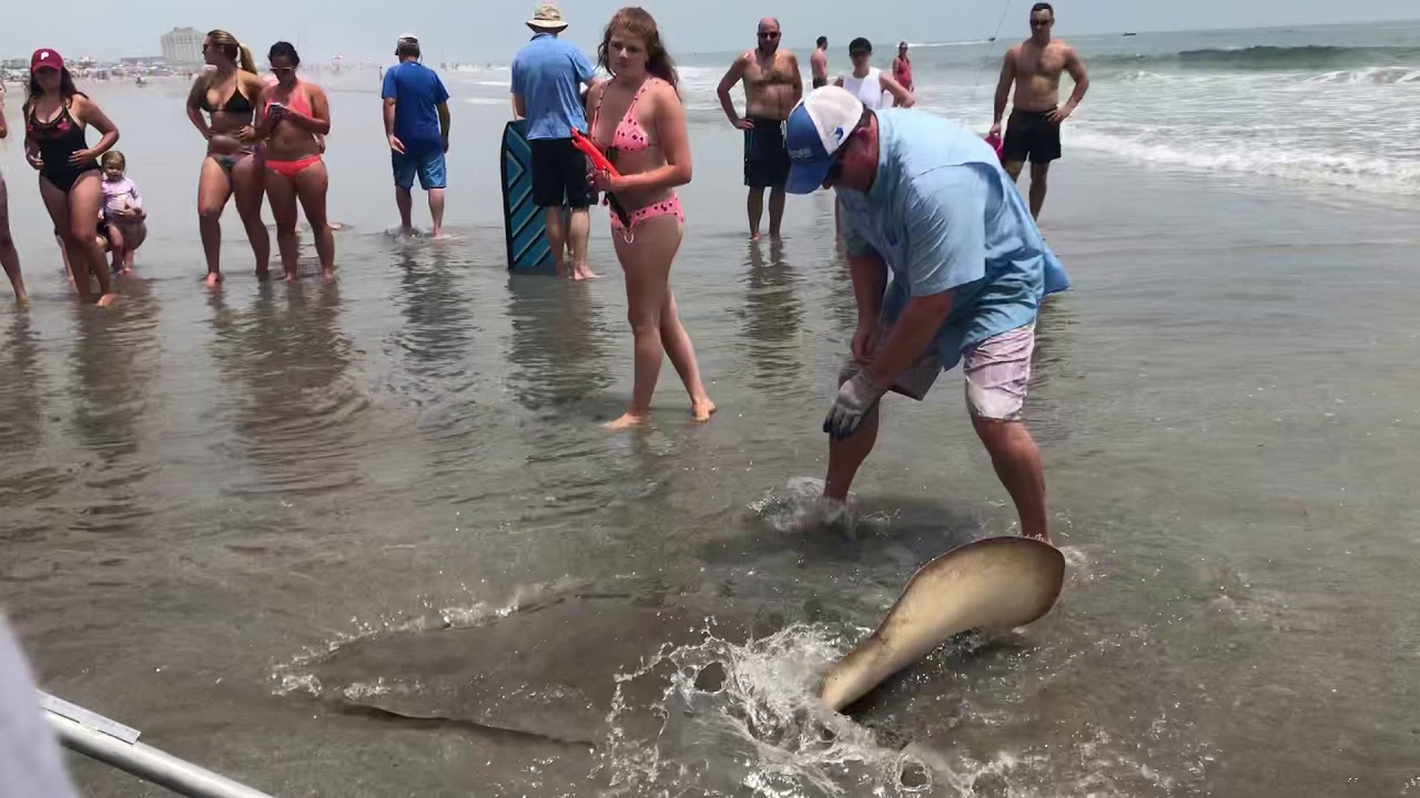 Over 5 ft stingray caught in Brigantine beach NJ - YouTube
