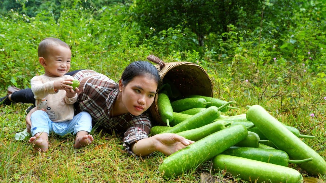 Harvesting Gourd to sell at the market - Gardening to prepare for ...