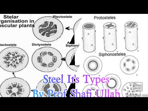 Stele And Steler System,Its TypesVideo Lectured by Prof. Shafi Ullah ...