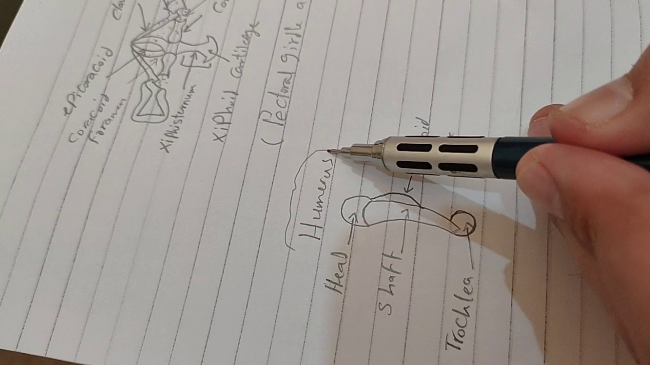 peripheral skeleton of Bufo regularis - YouTube