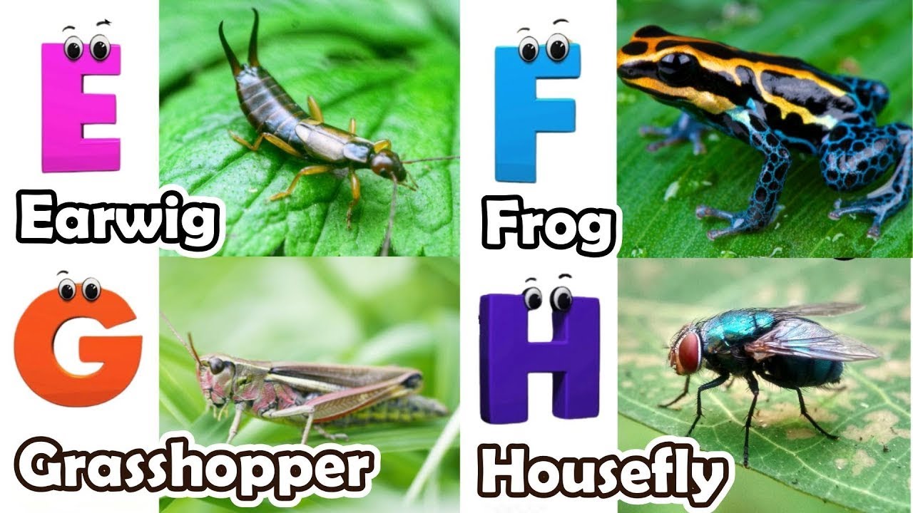 Insects & Bugs ABC Song for Kids | Alphabet Letters | Phonics for Kids ...