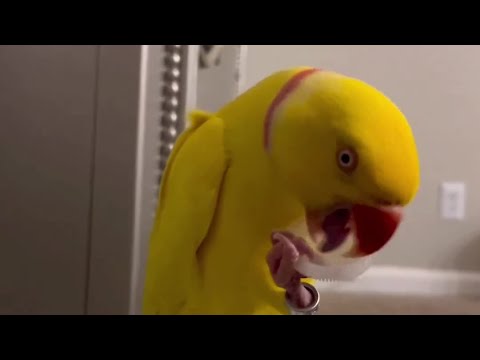 Ring Neck Yellow Talking Parrot - YouTube