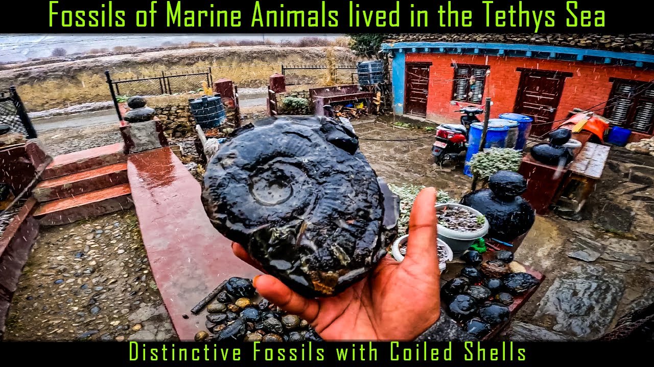 Found fossils of marine animals lived in the Tethys Sea || Kali Gandaki ...