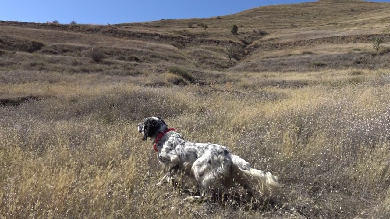 PARTRİDGE HUNT 1 - YouTube