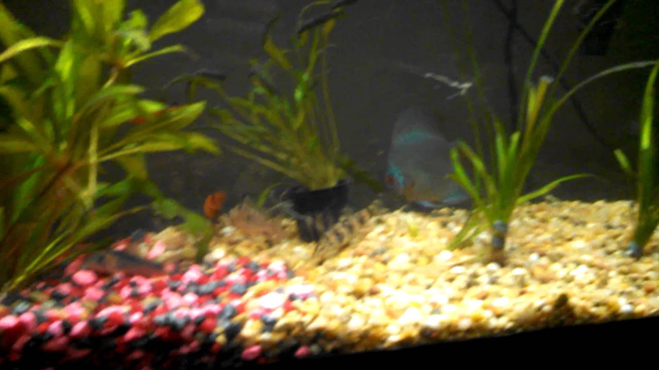 40 gallon community discus tank - YouTube
