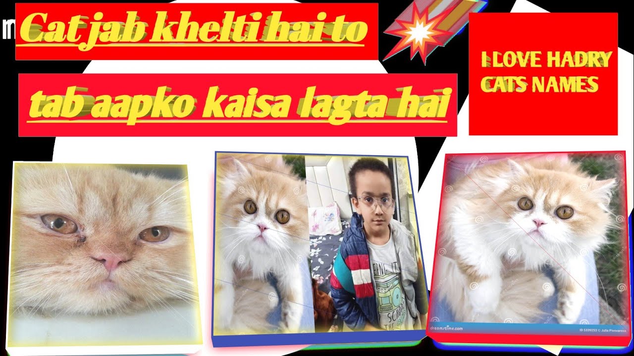 meri chat Hendry ki shrarti#🐈😺🙂 ️ - YouTube