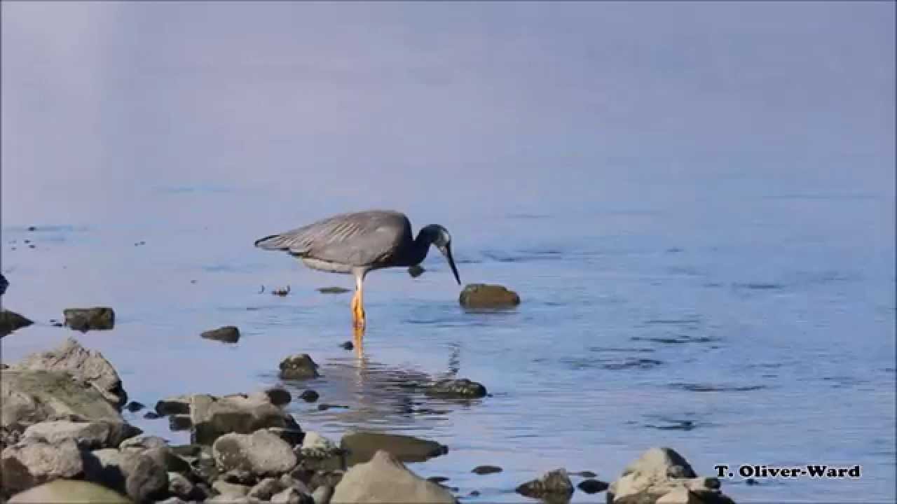 White faced heron at Manawatu Estuary, Foxton Beach, July 2015 - YouTube