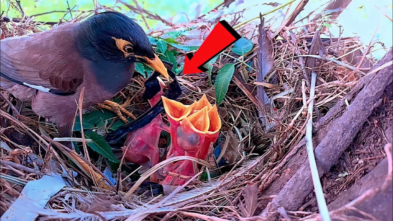 Myna bird's four babies are hungry and the baby is sleeping ...