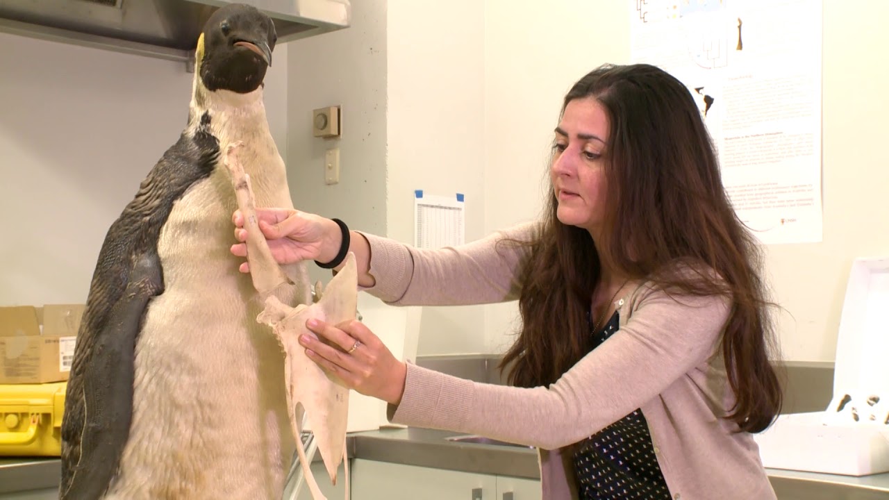 Rosie's Penguin - World's Most Complete Bird Fossil from Paleocene ...