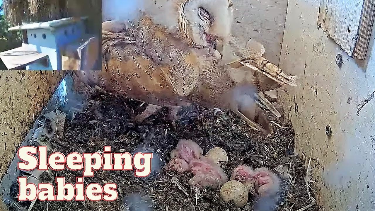 Cute day old barn owl nestlings - YouTube