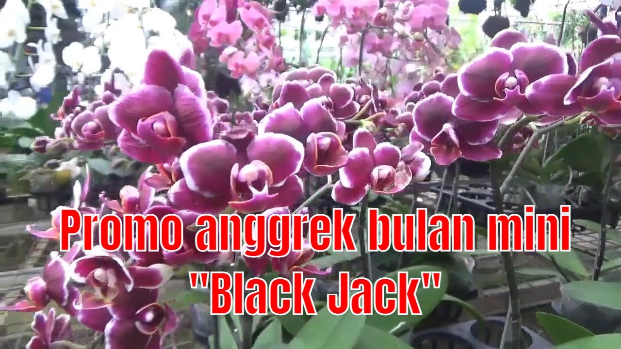 Promo anggrek bulan mini Black Jack - YouTube