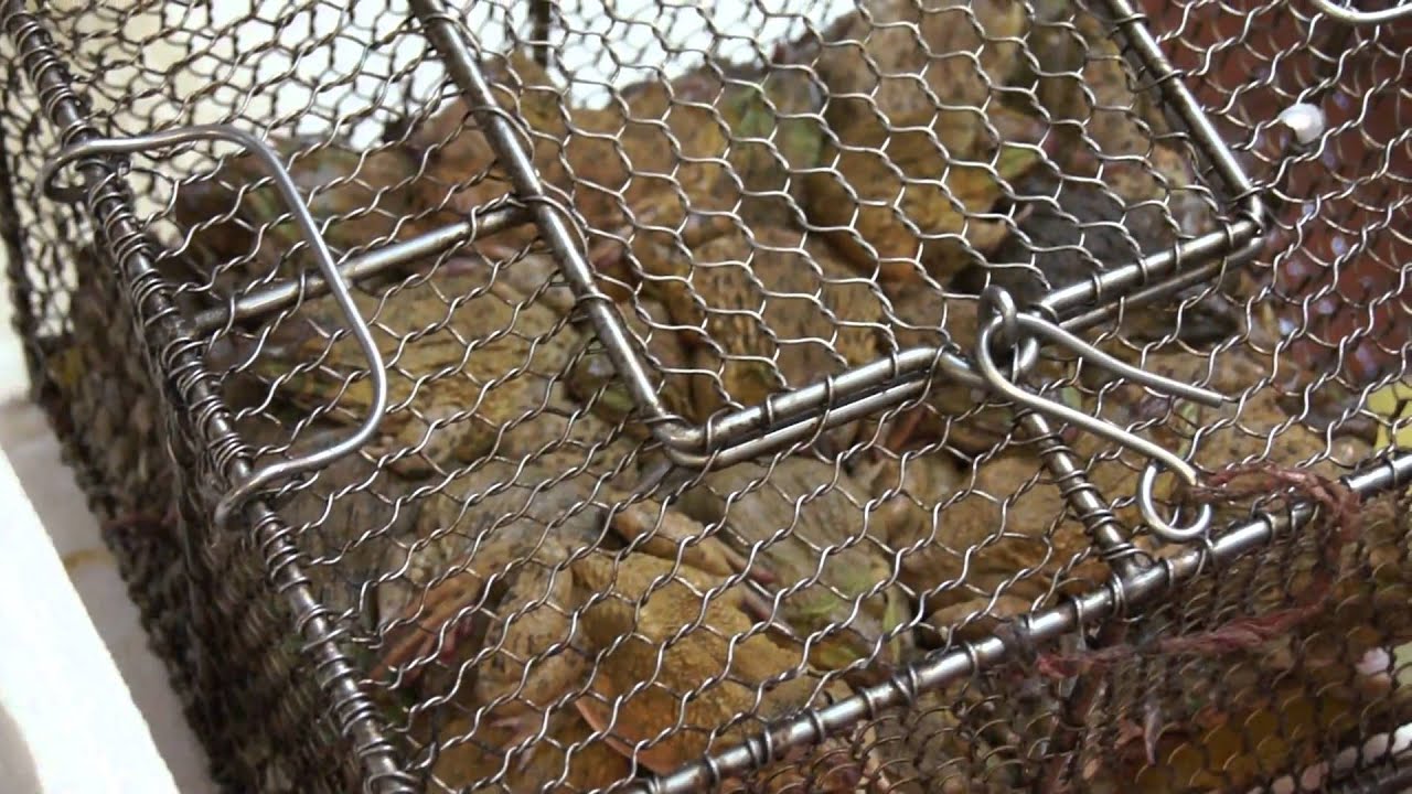 Frog Market - YouTube