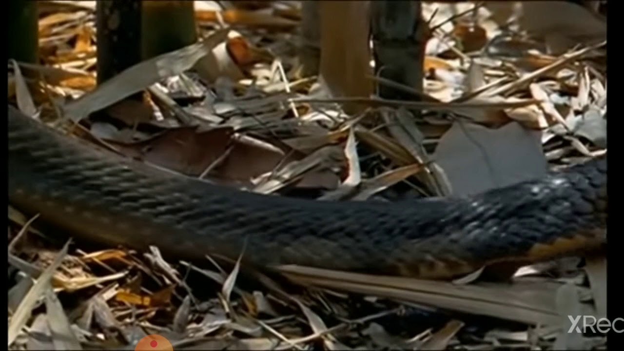 King cobra | two snakes fight - YouTube