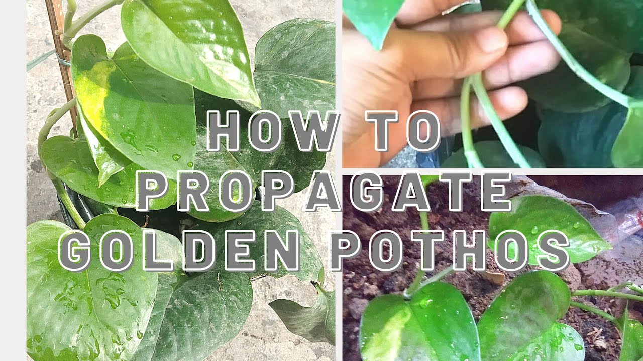 #pothos #how #cuttings HOW TO PROPAGATE GOLDEN POTHOS FROM CUTTINGS ...