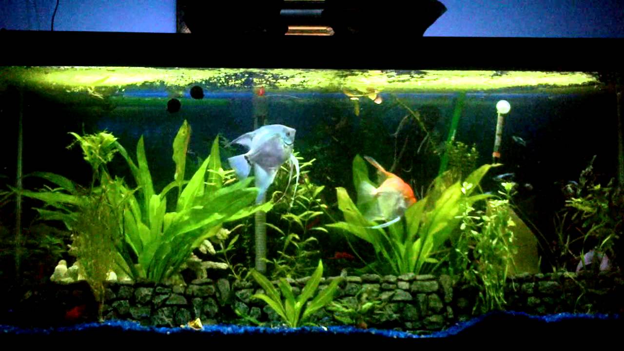 Cobalt Blue, Gold, and Black Veil Tail Angelfish in 55 Gallon. - YouTube