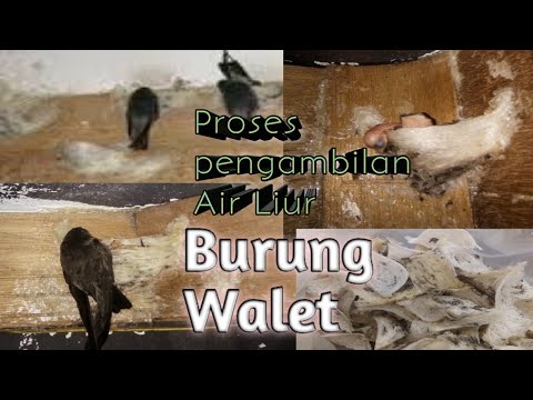 Proses Pengambilan air liur BURUNG WALET - YouTube