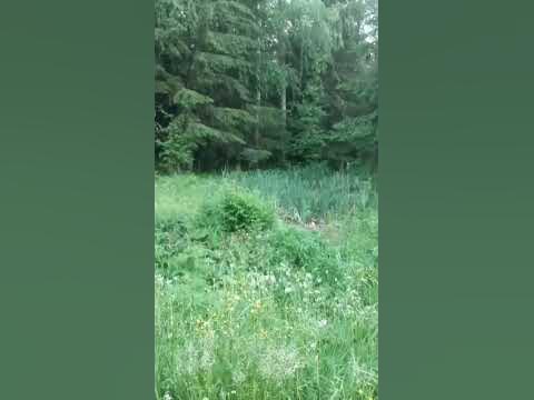 Мудрость Ведания#учение Волхвов#ведунья #мистика #творец #сознание # ...