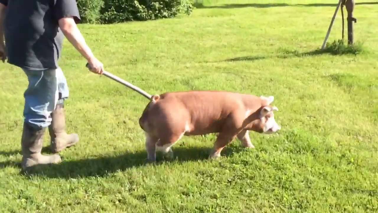 Hereford Boar Prospect - Shock Collar X Red Sox - YouTube