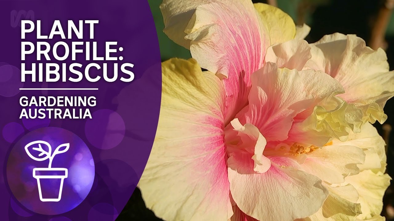 Plant Profile: Hibiscus - YouTube
