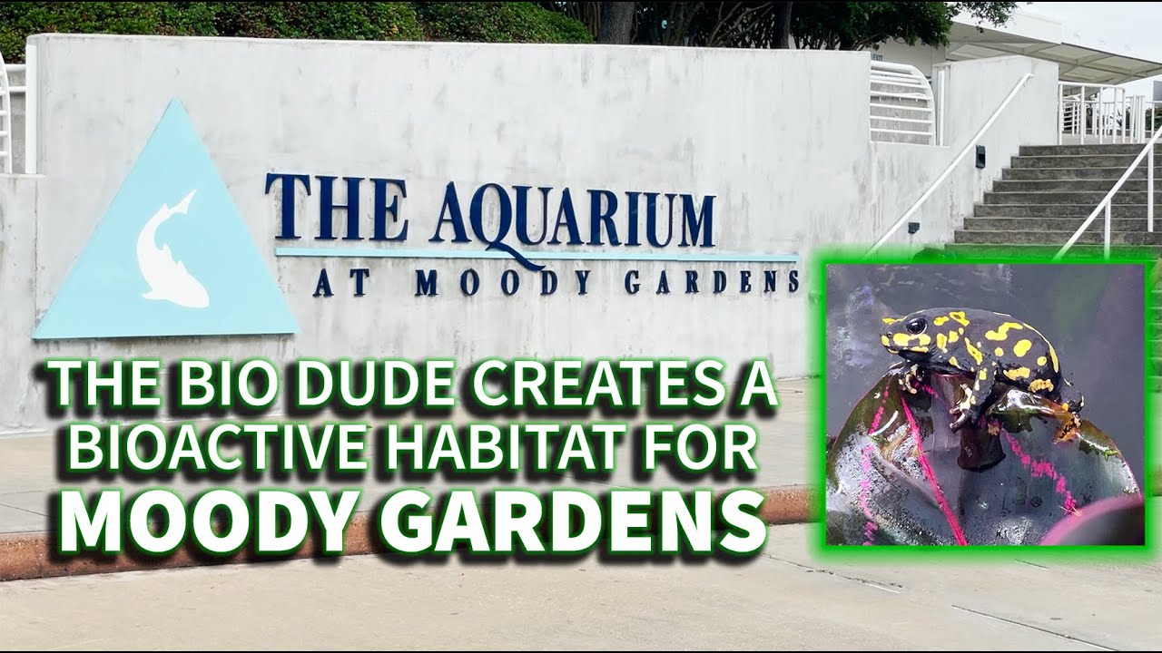 The Bio Dude creates a Bumblebee toad habitat for Moody Gardens - YouTube