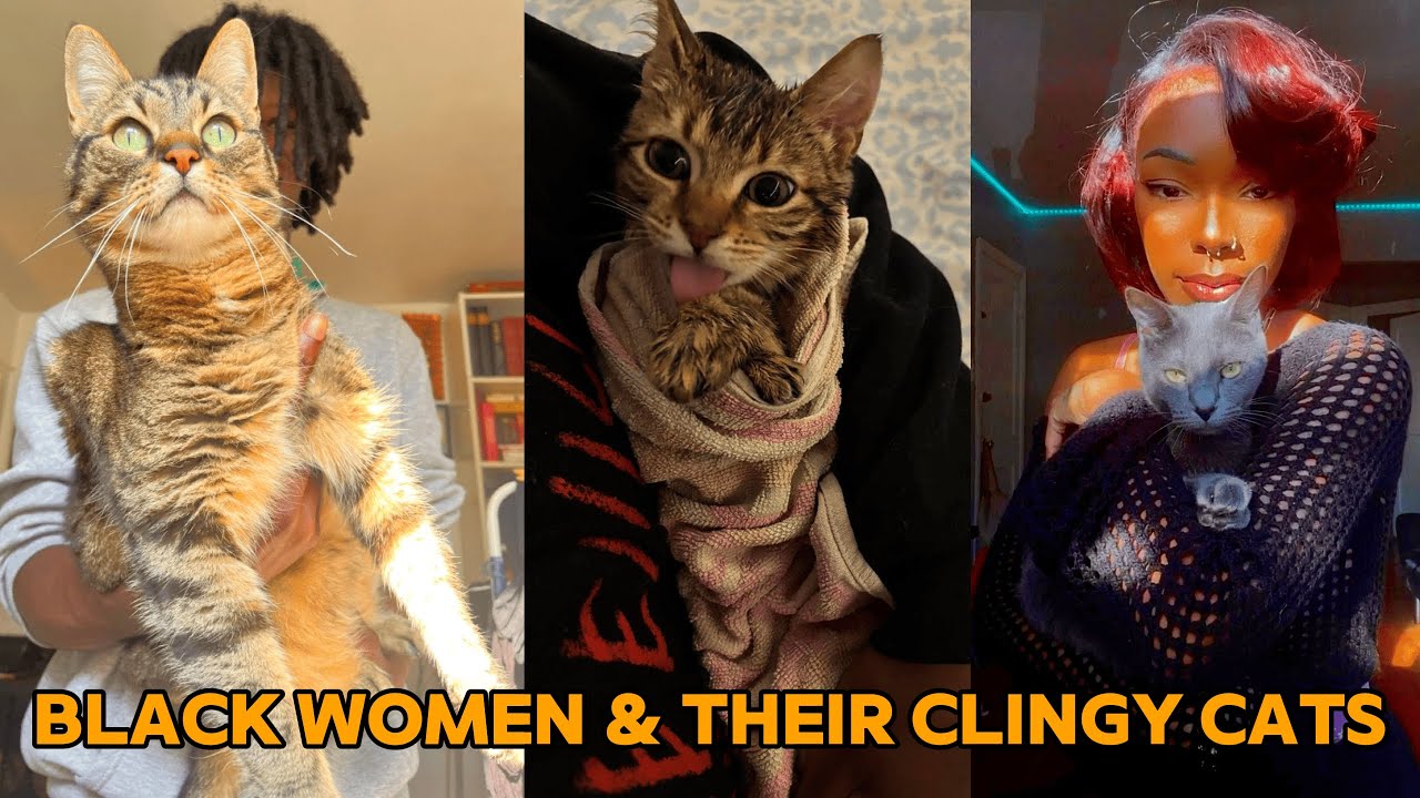 Black Women & Their Clingy Cats #2 | LUCKY UPDATE 🐾 | Funny TikTok ...
