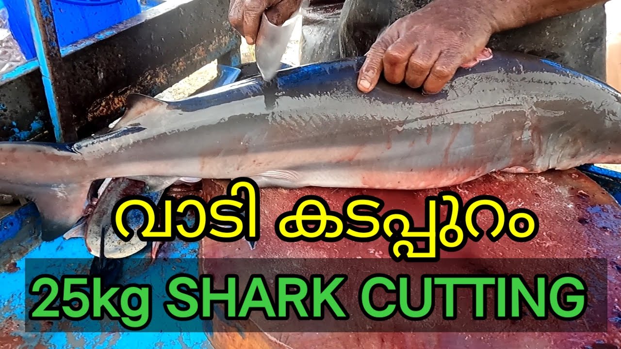 വാടി കടപ്പുറത്ത് 25kg സ്രാവിനെ കട്ട് ചെയ്യുന്നത്/vadi fish harbour/vadi ...