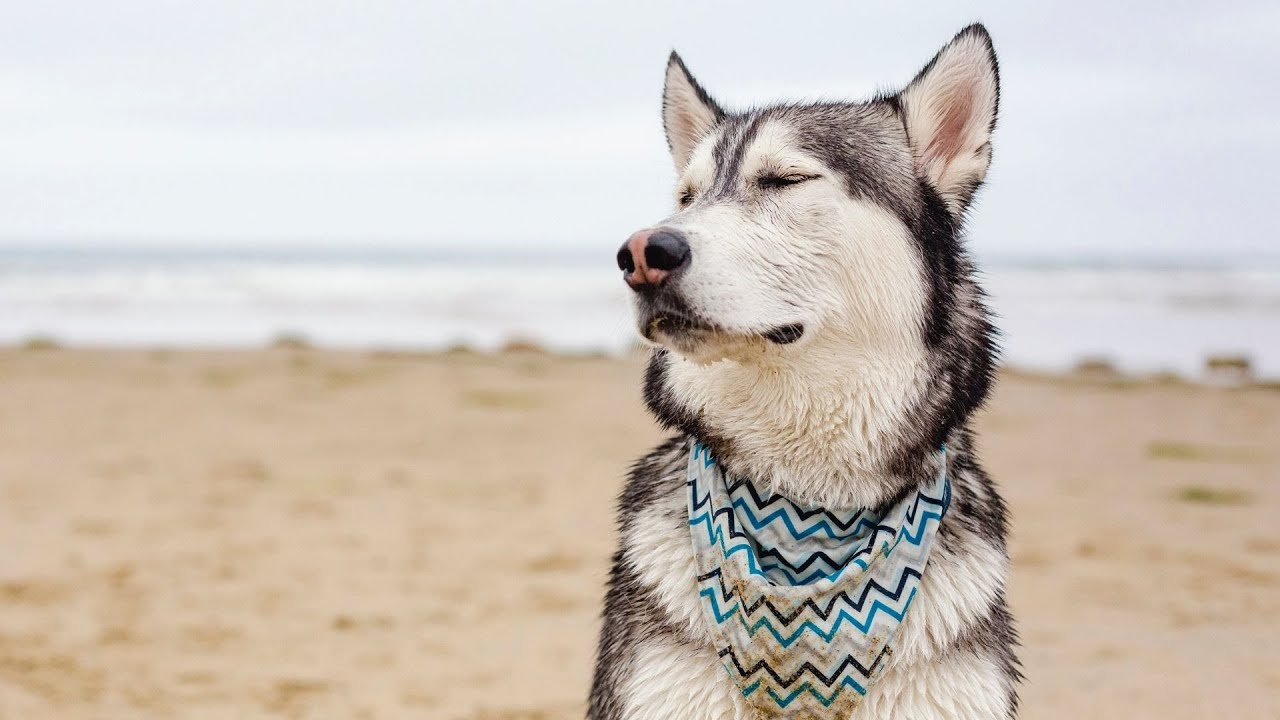 Reading the Moods of Your Siberian Husky - YouTube