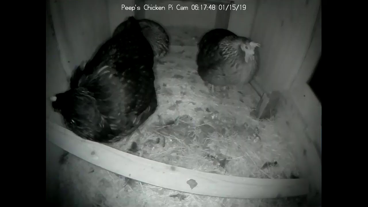 Peep's Chicken Pi Cam Live Stream - YouTube