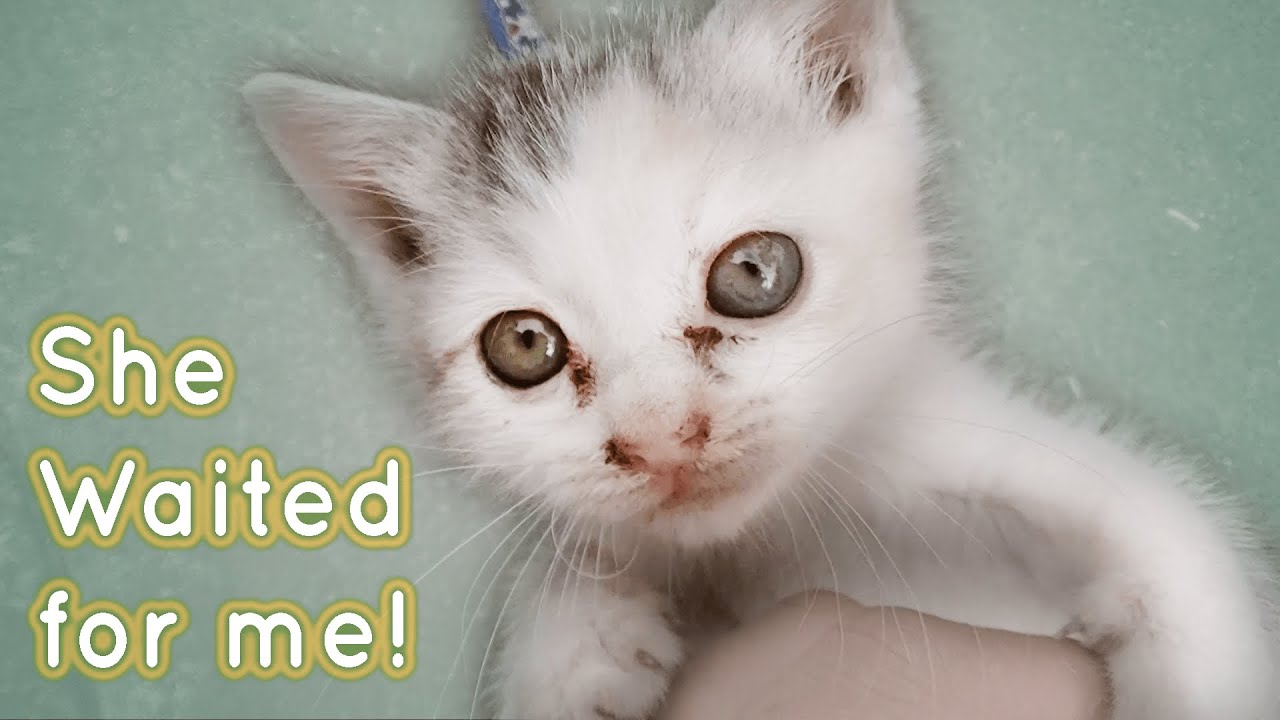 Tiny rescue cat greets owner coming home // CUTE (｡♥‿♥｡) - YouTube