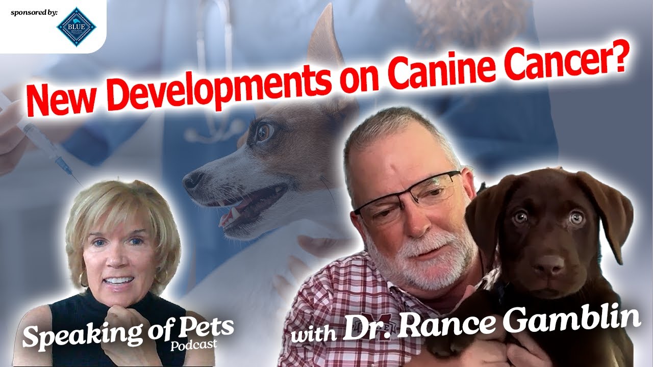 Discussing New Developments on Canine Cancer | SOP ep. 71 - Dr. Rance ...