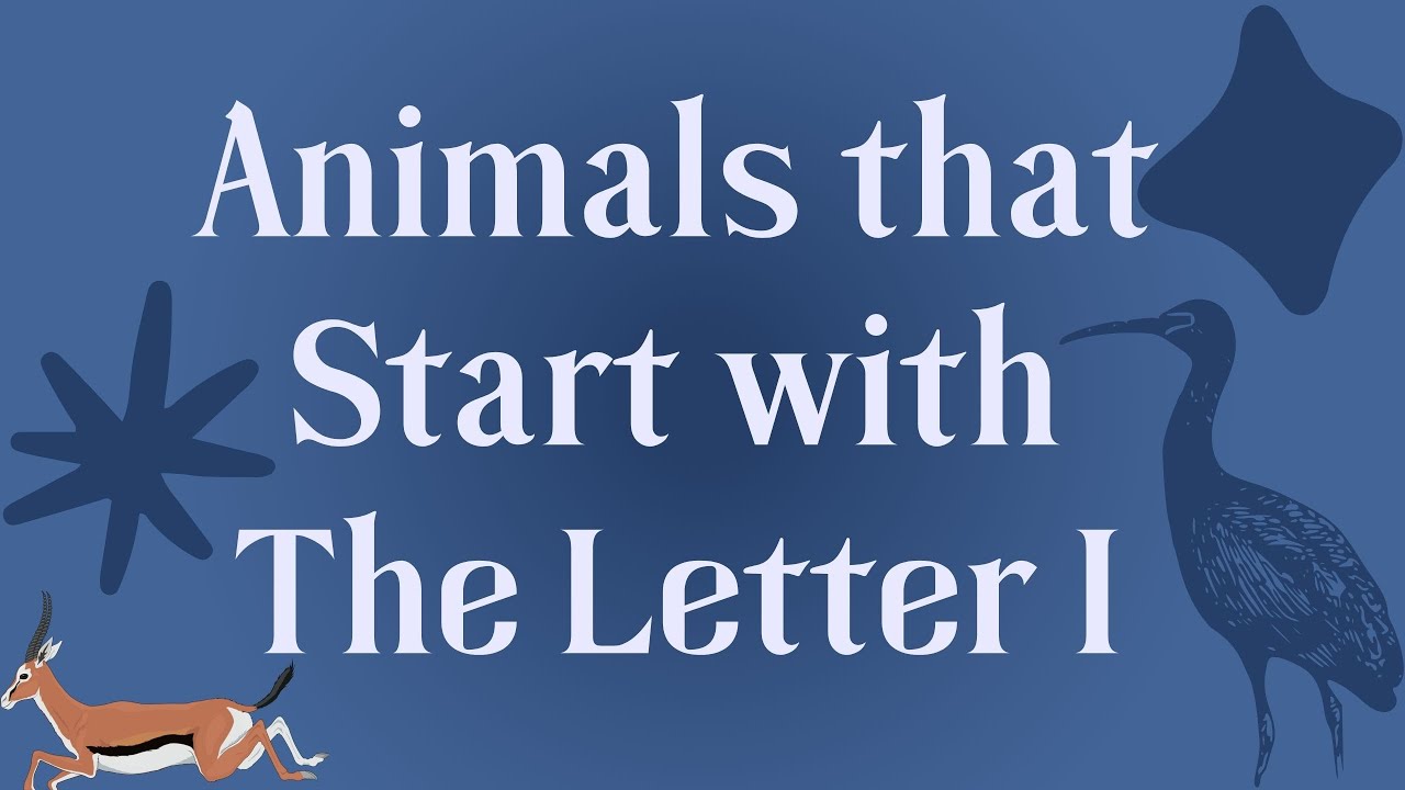 Animals that Start with The Letter I | Animal Vocabulary - YouTube