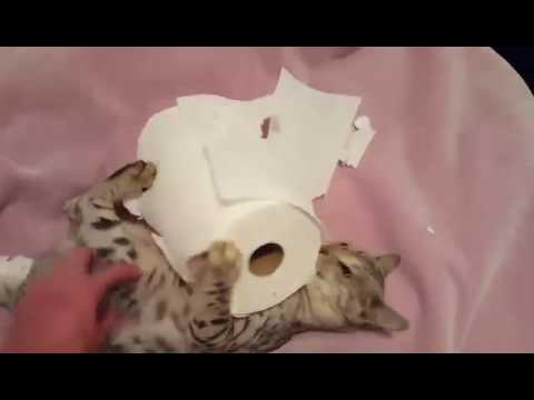 Cat being a jerk, Naughty Kitty Playing with the Toilet paper.. Silly cat. What a mess