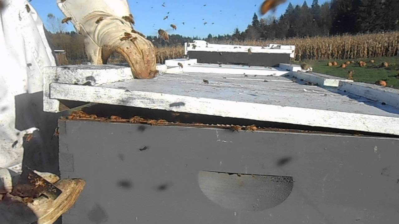 Monster Hive - YouTube
