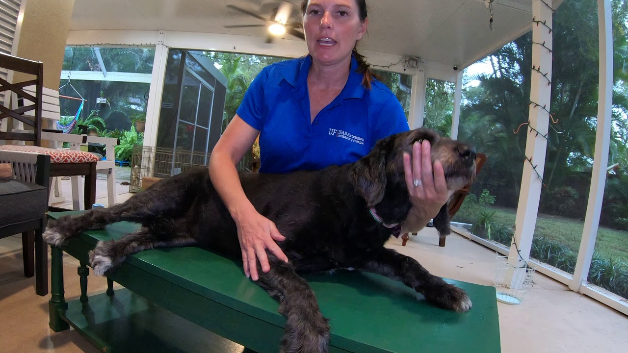 Small Animal Restraint - YouTube