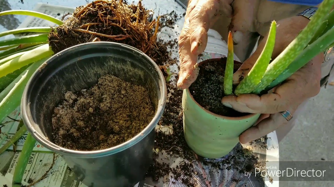 How To Divide Aloe Plants Youtube