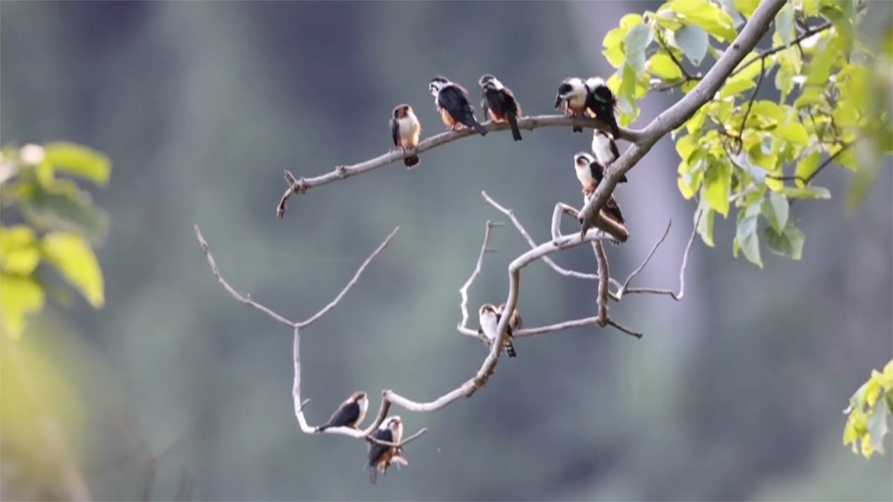 12 of world's smallest raptors appear in China's Yunnan - YouTube