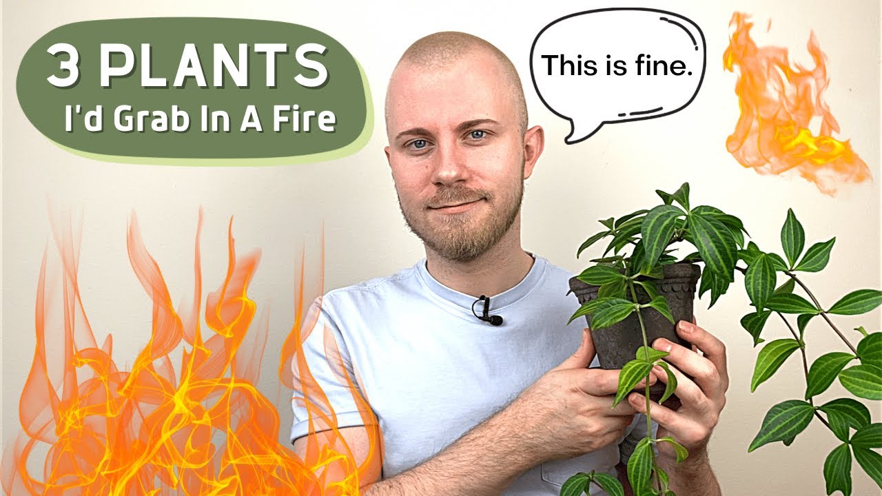 MY HOUSE IS ON FIRE AND I CAN ONLY GRAB 3 PLANTS... Which Do I Grab ...