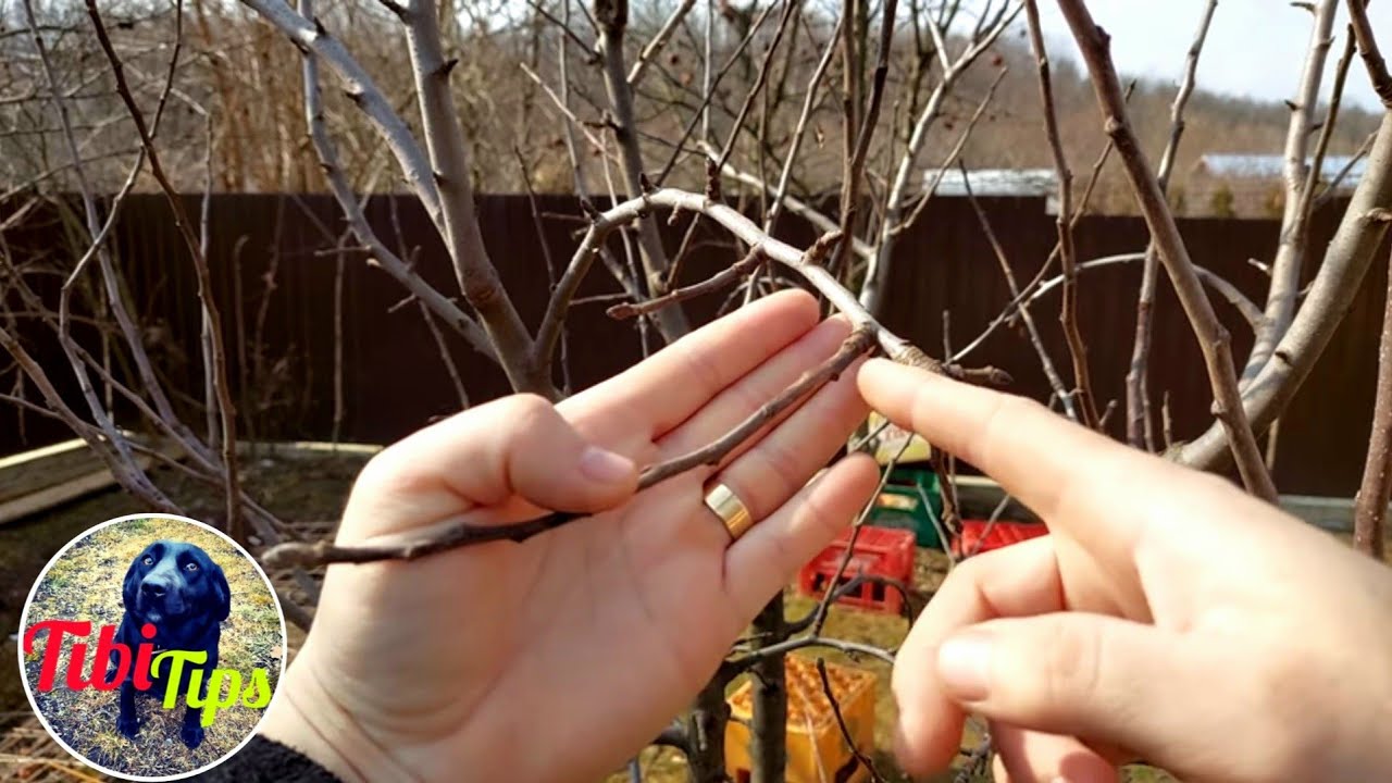 Ce este NUIELUSA ! Ramuri și muguri de rod la mar si par! - YouTube