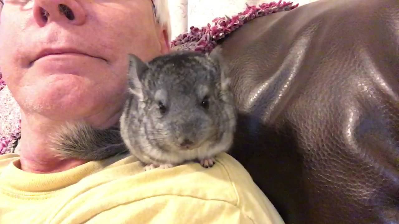 26 day old standard gray female chinchilla kit - YouTube
