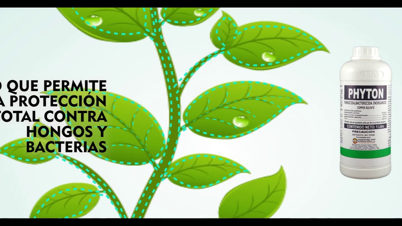 PHYTON - FUNGICIDA Y BACTERICIDA -MARKETING ARM INTERNATIONAL - YouTube