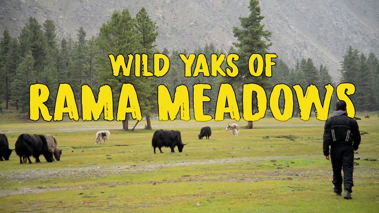 The Yaks of Rama Meadows | Astore Valley | Gilgit Baltistan | Pakistan ...