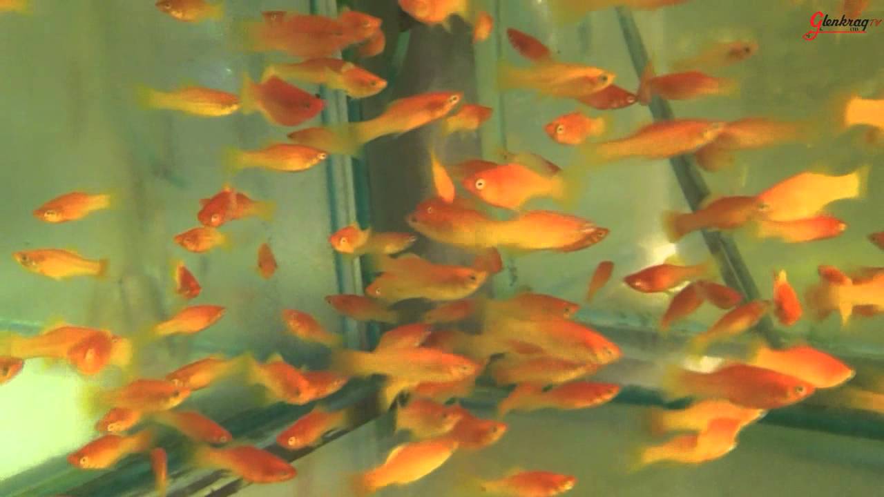 Marigold Variatus Platy - YouTube