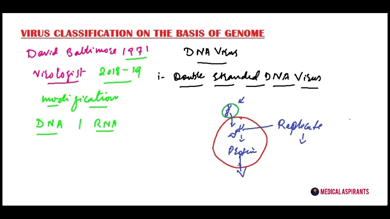 CH# 05 LEC# 06 Virus Classification On The Basis Of Genome | Baltimore ...