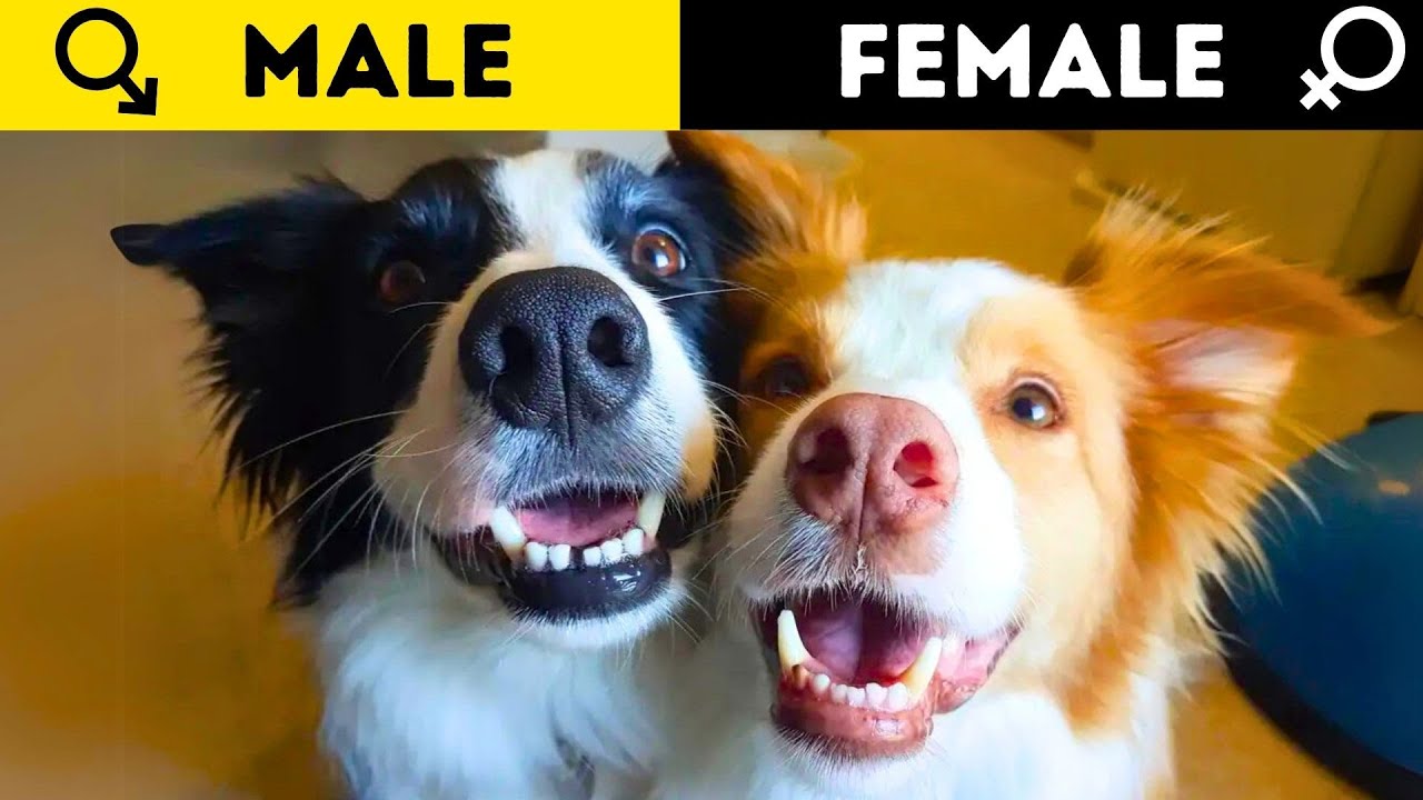 Male vs Female Dogs Surprising Differences You Need to Know! - YouTube
